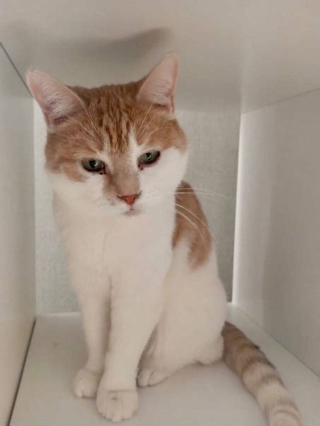 Очень нужен дом одной милой котечке Москва Мо Хотите жить как королевская семья Королевна