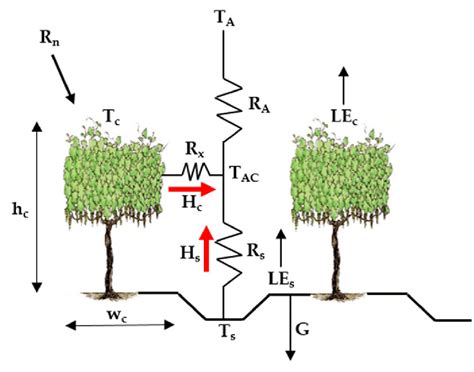 Schematic Representation Of The Two Source Energy Balance Tseb Model Download Scientific