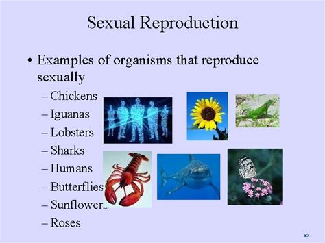 Methods Of Reproduction Sexual And Asexual Reproduction Reflection