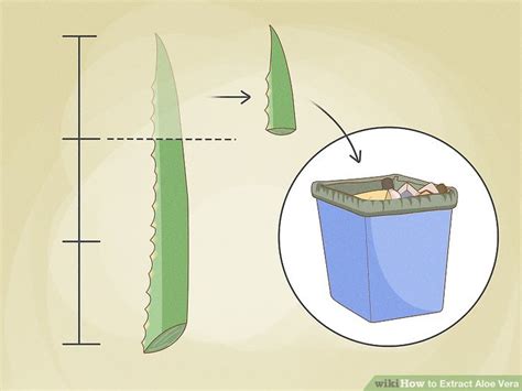 How To Extract Aloe Vera 7 Steps With Pictures Wikihow