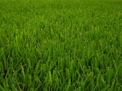St Augustine Grass In The Winter 7 Helpful Tips To Keep Your Lawn