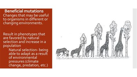 Mutations 7l4a5 Construct Scientific Arguments Using Evidence To Support Claims For How