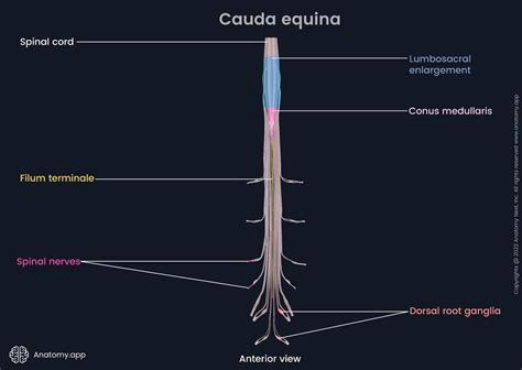Spinal Cord Anatomyapp