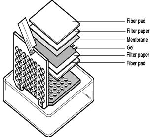 BLOTTING TECHNIQUE Microbiology Class
