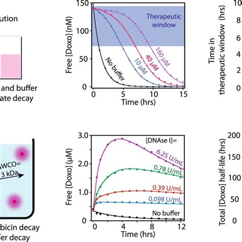 Programming The Buffer Capacity Of Molecular Buffers Quinine A D And Download Scientific