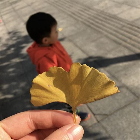 Wen Peng Teaching Resources Teachers Pay Teachers