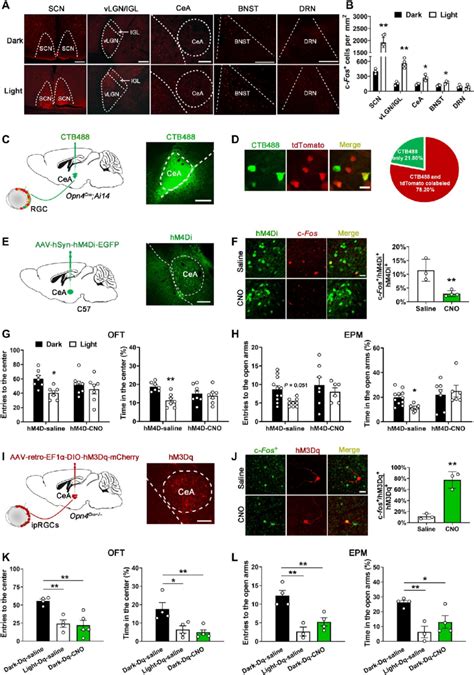 The Iprgc Cea Projection Is Involved In The Light Induced Anxiogenic Download Scientific