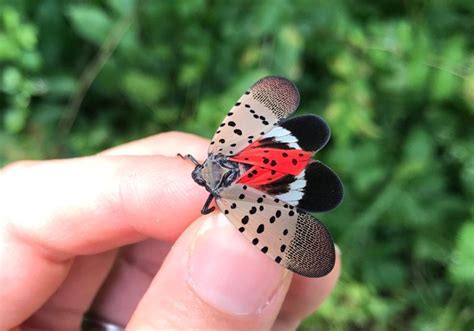 Stomp The Spot Ted Lanternfly Movement American Vineyard Magazine