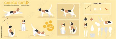 Cute Ginger Black And White Calico Cat Jumping Playing Multiple Poses