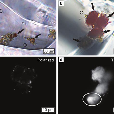 Photomicrographs Of Single Celled Algae And Carotenoids In Fluid Download Scientific Diagram
