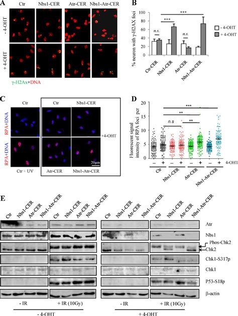 Dna Damage Response In Nbs1 Cer Atr Cer Nbs1 Atr Cer Neurons