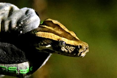 A Friendly 15 Foot Python Is On The Loose In Chatsworth Her Name Is