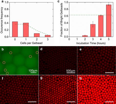 Single Cell Encapsulation Validation And Viability Phenotyping Download Scientific Diagram