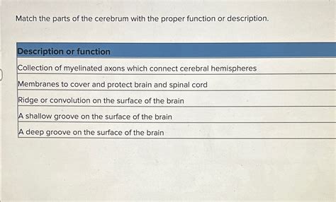 Solved Match The Parts Of The Cerebrum With The Proper