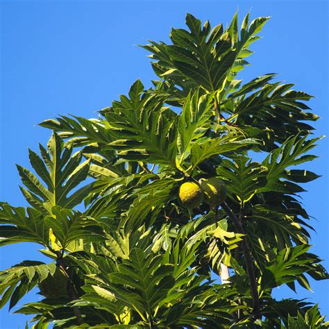 Breadfruit Tree