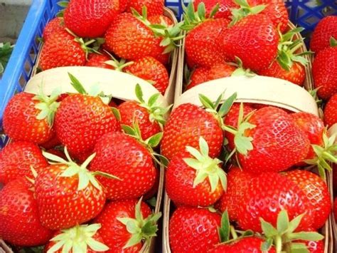 ТОП-12: Лучшие сорта клубники | Клубника и земляника на Огородум.инфо