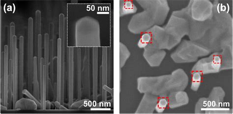 A 90° Tilted Sem Image Of Gaas Nws Grown On Si 111 Sample C The Download Scientific