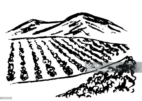 손으로 그린 벡터 간단한 숯 연필 그리기 포도원 풍경 포도 덤불 관점 시골 길 수평선에 산의 윤곽 조각 스타일 라벨 인쇄 와인 목록 라인아트에 대한 스톡 벡터 아트 및 기타