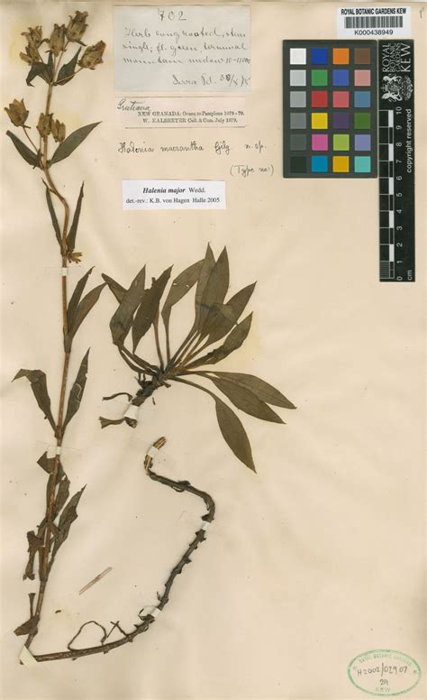 Halenia Major Wedd Plants Of The World Online Kew Science
