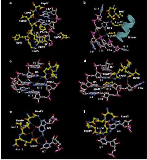 Comparison Of The Rna Protein Interfaces Between The U2bu2lrru2arna Download Scientific