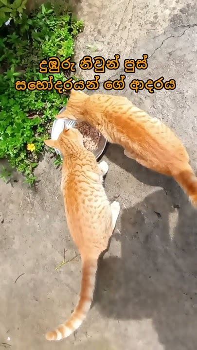 දුඹුරු නිවුන් පුස් සහෝදරයන් ගේ ආදරය Youtube