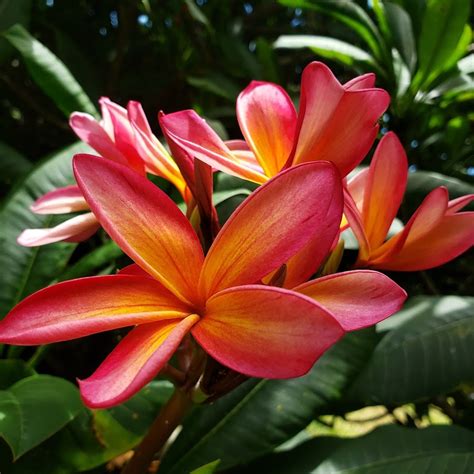 Arielmaekawas Youtube