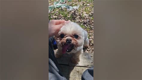 박수소리 알아듣는 노견아이ㅠㅠ 귀여운강아지 Youtube