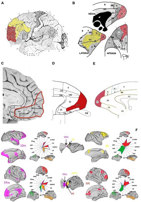 Frontiers Differential Contributions Of Dorsolateral And Frontopolar Cortices To Working Frontiers Differential Contributions Of Dorsolateral And Frontopolar Cortices To Working