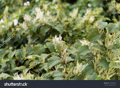 Fallopia Japonica Invasive Fallopia Japonica Danger Dfxdx