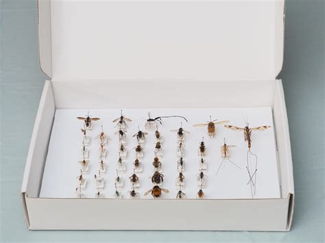 Insect Pinning Box For Entomology 13 X 9 X 25 Philippines Ubuy