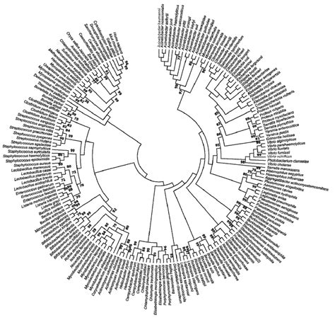 Figure S4 Phylogenetic Analysis On Reca By Minimum Evolution Method Download Scientific