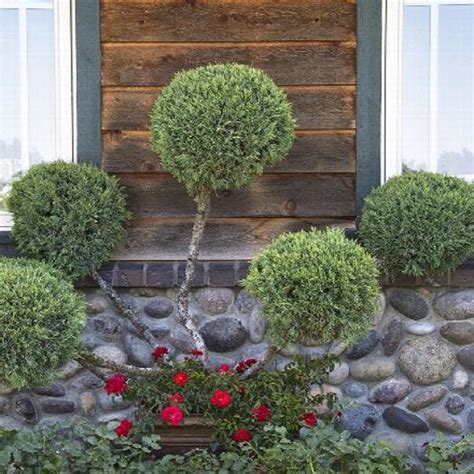 Juniper Hetz Blue Pom Pom 5 Ted Lare Design And Build