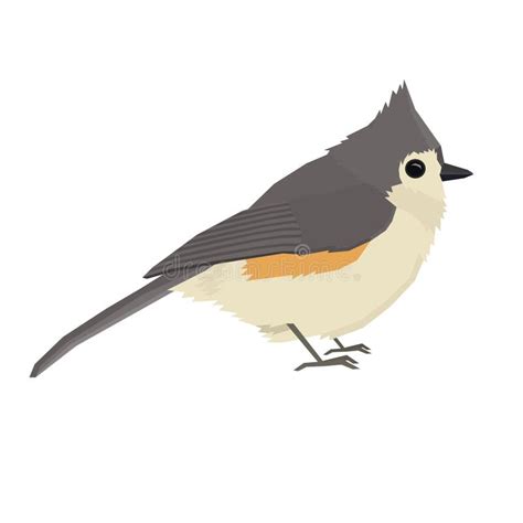 Tufted Titmouse Stock Illustrations 146 Tufted Titmouse Stock