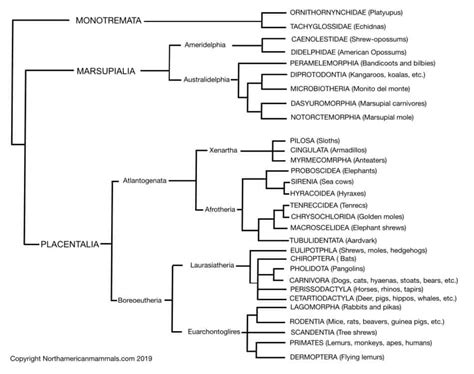 Class Mammalia Chart