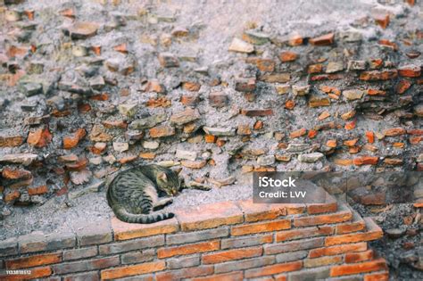 외로운 벽돌 벽에 야외에서 자 고 갈색 길 잃은 고양이 멋진 톤 0명에 대한 스톡 사진 및 기타 이미지 0명 갈색 고독 부정적인 감정 표현 Istock