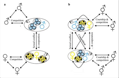 1 Reproductive Interactions In Separate Sex Animals A And