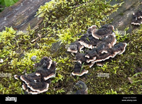 Fungus Growing On A Fallen Tree Trunk In Woodland Around Durham England Possibly Common Root