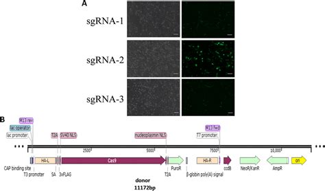 Sgrna Vector And Donor Vector Targeting Human Aavs1 Locus A Validation