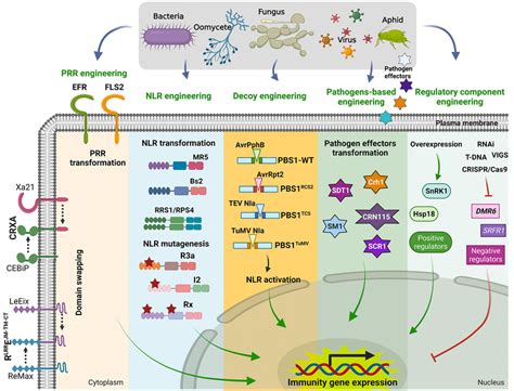 Biotechnological Strategies To Improve Disease Resistance In Crops Prr