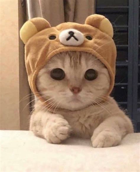 Pin On Cats