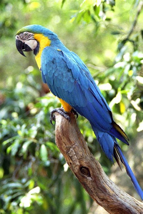 Blue Parrot Macaw Price At Theodore Talbert Blog