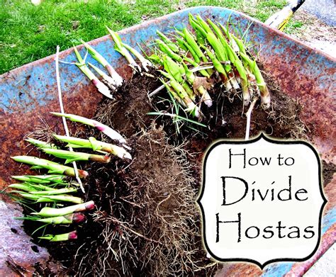 Katie S Farm How To Divide Hostas