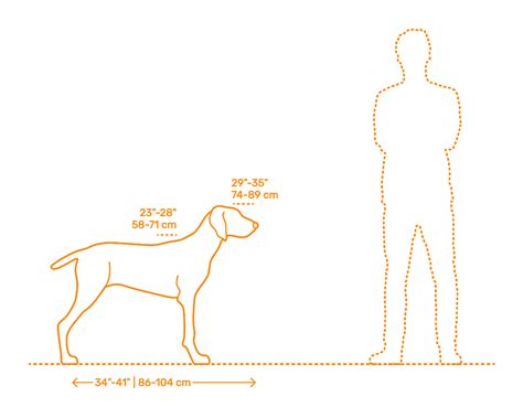 A Dog Breed Pointer A Dog Breed Pointer