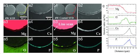 Representative Cross Sectional Micrographs And The Corresponding Eds