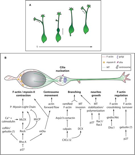 Frontiers Crosstalk Between Intracellular And Extracellular Signals