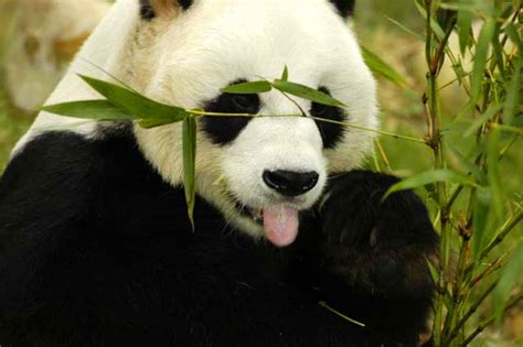 Two Countries One Cistern Bamboozling Sex Life Of Kung Fu Pandas