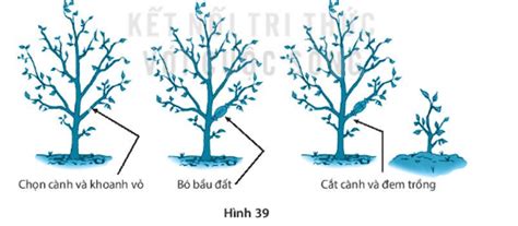 Hình 39 mô tả quy trình của phương pháp chiết cành Quan sát hình và