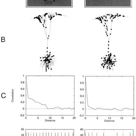 Complex Cell Orientation Tuning A B Orientation Tuning Curves Are Download Scientific