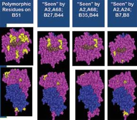 Structural Basis Of An Hla B51 Mismatch Download Scientific Diagram