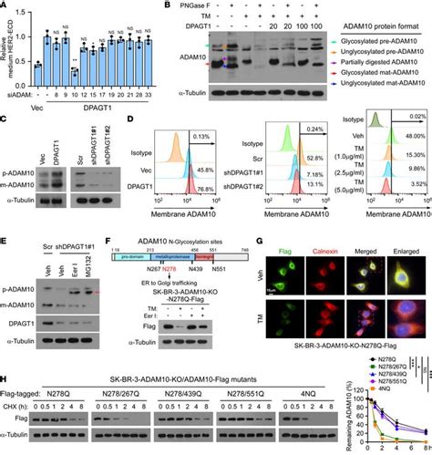 Jci Inhibition Of Dpagt1 Suppresses Her2 Shedding And Trastuzumab